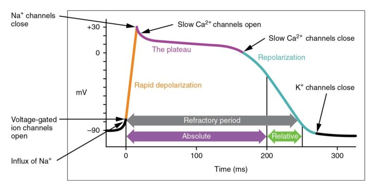 Class 3 Antiarrhythmic Drugs (Potassium Channel Blockers) | Concise ...
