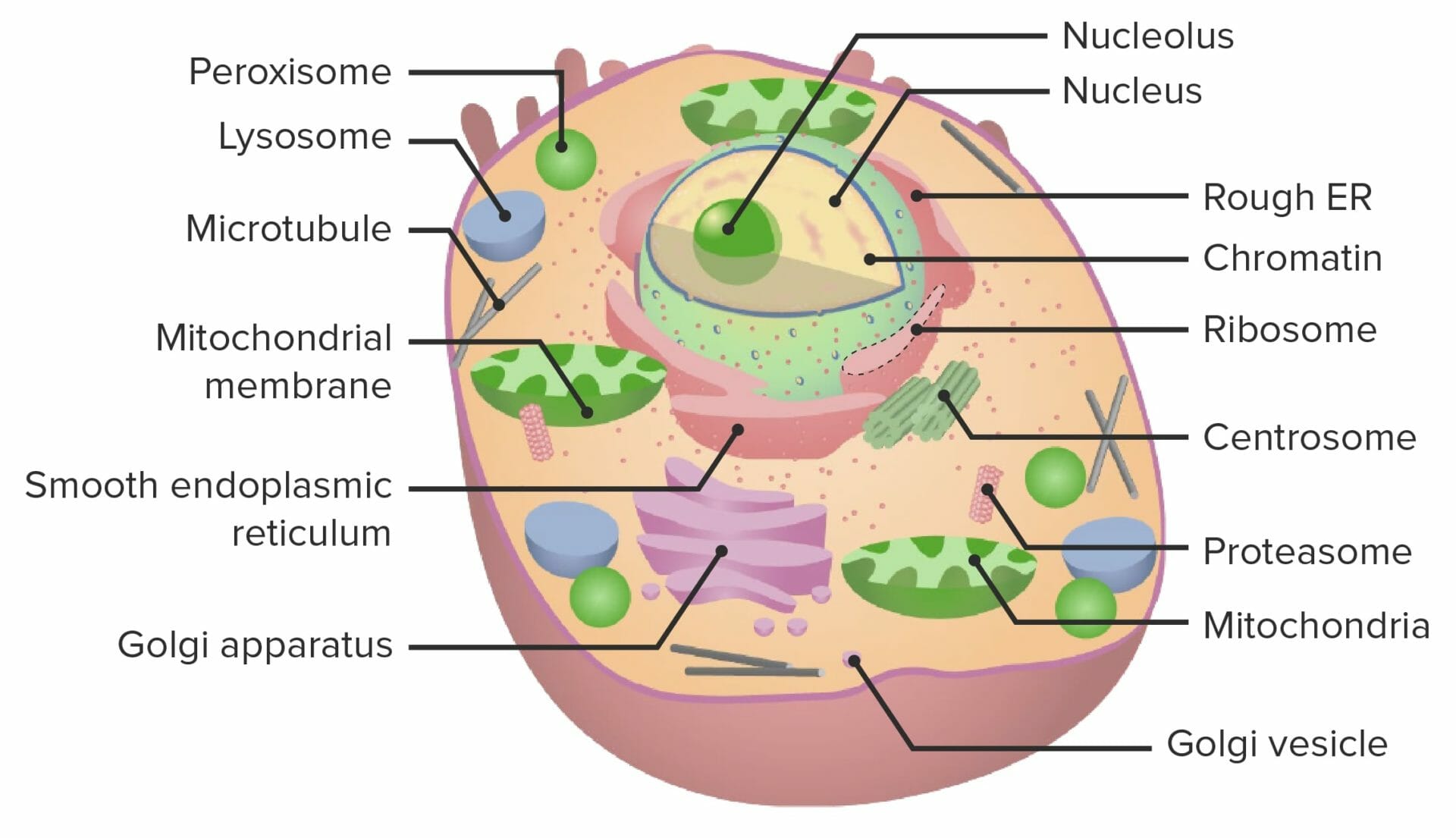 La Célula: Los Orgánulos | Concise Medical Knowledge