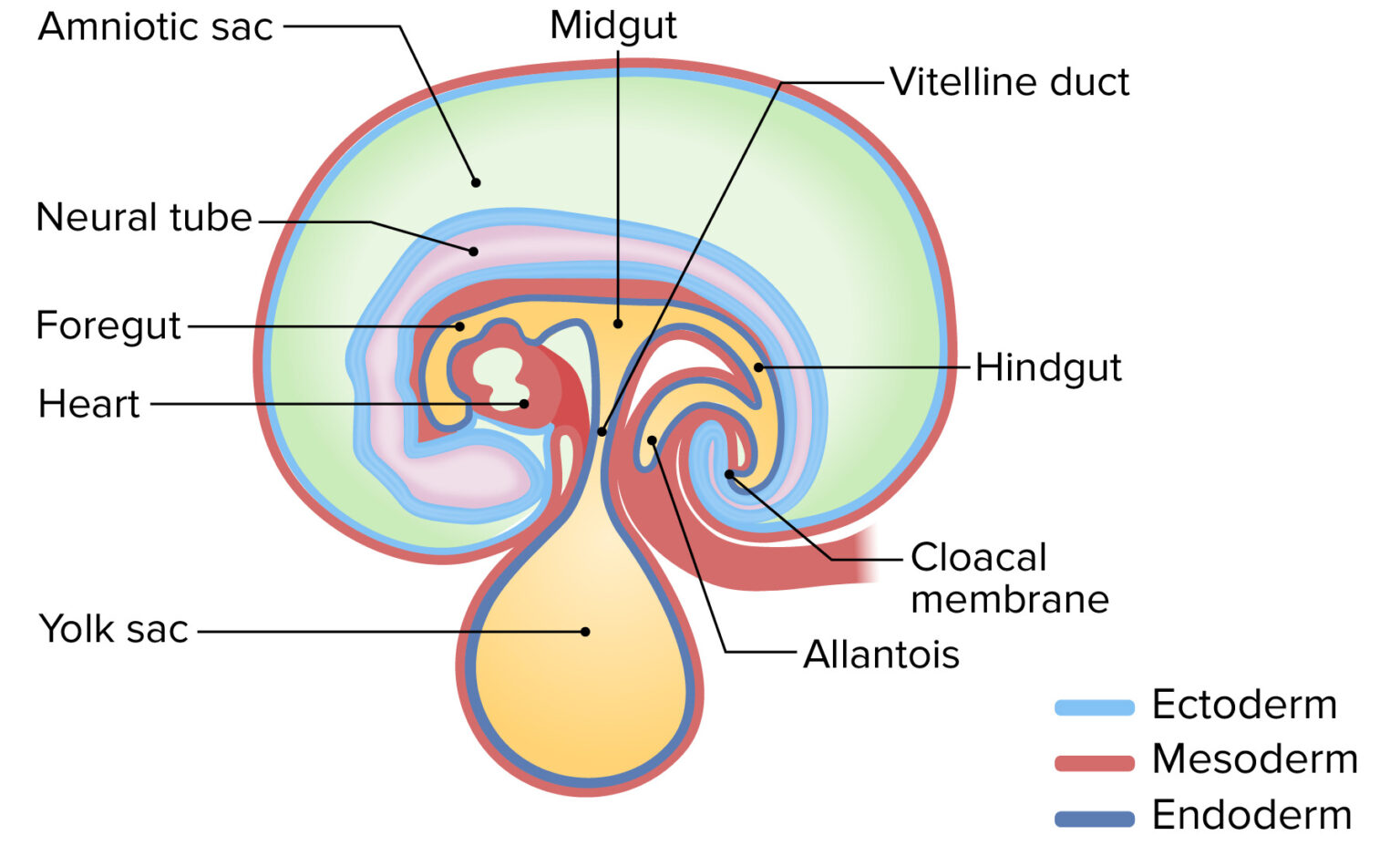 Development of the Abdominal Organs | Concise Medical Knowledge