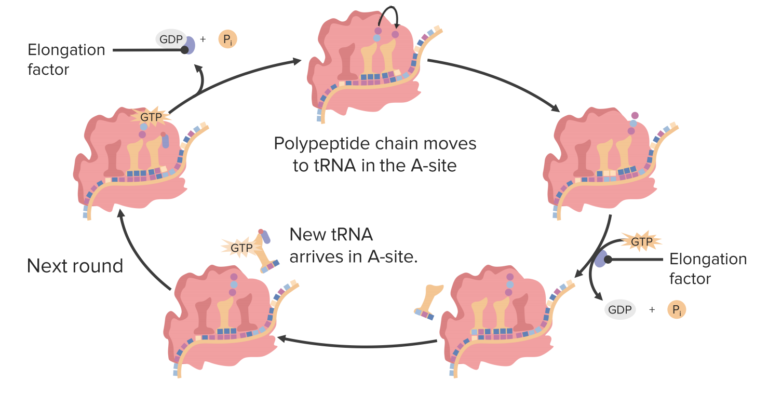 Stages and Regulation of Translation | Concise Medical Knowledge