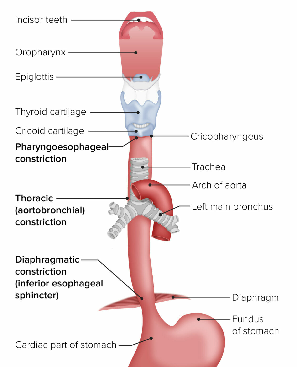 Gastroesophageal Reflux Disease (GERD) | Concise Medical Knowledge