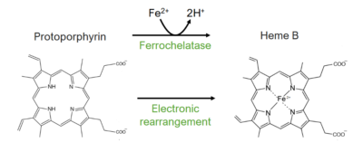 Heme Metabolism | Concise Medical Knowledge