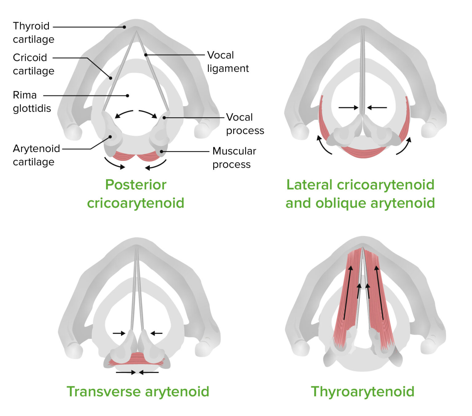 Laringe: Anatomía | Concise Medical Knowledge