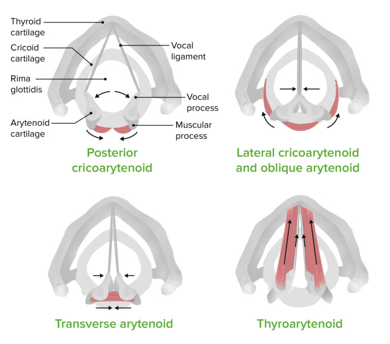 Larynx: Anatomy | Concise Medical Knowledge
