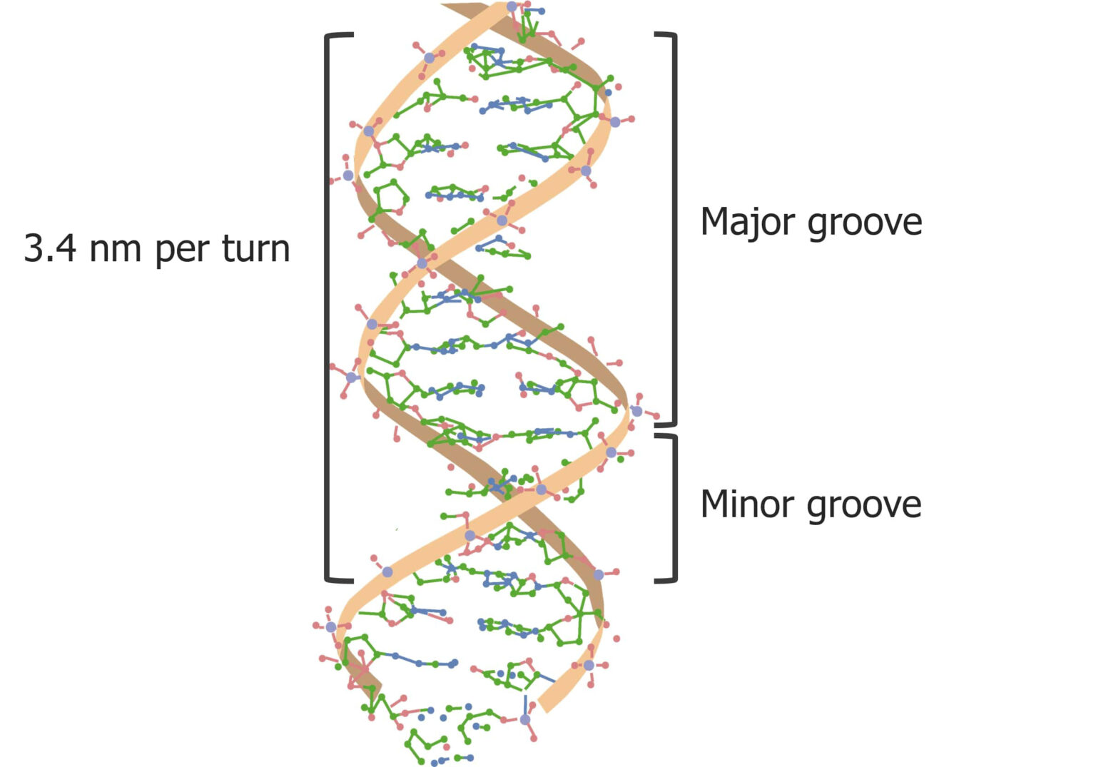 Stages of Transcription | Concise Medical Knowledge