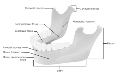 Jaw and Temporomandibular Joint: Anatomy | Concise Medical Knowledge