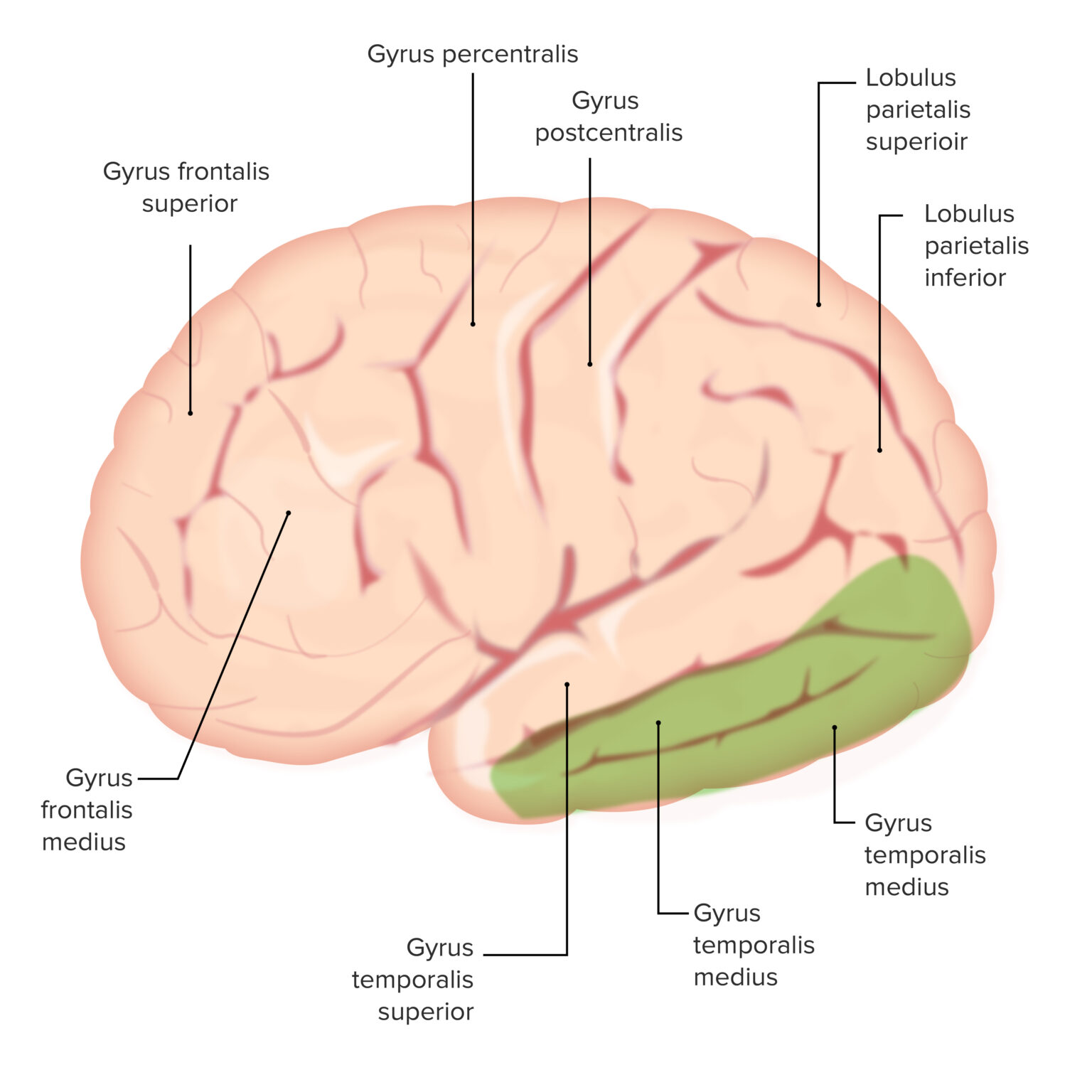 Cerebral Cortex: Anatomy | Concise Medical Knowledge