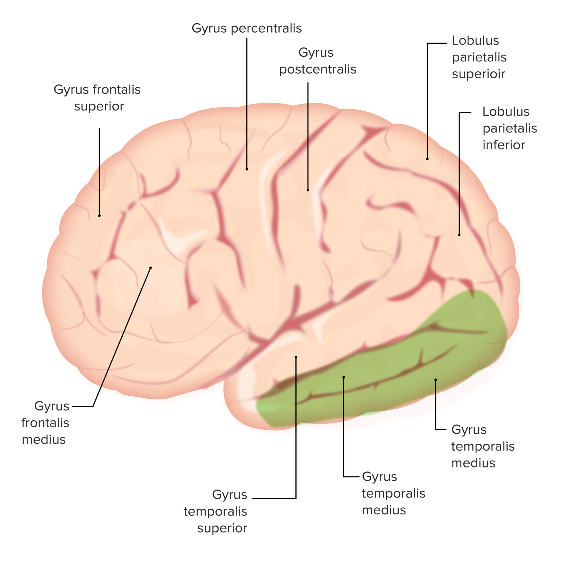 Cerebral Cortex: Anatomy | Concise Medical Knowledge