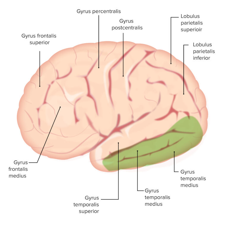 Cerebral Cortex: Anatomy | Concise Medical Knowledge
