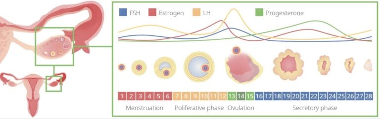 Ovulation Symptoms [+ Free Cheat Sheet] | Lecturio Nursing