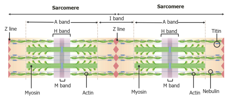 Skeletal Muscle Contraction | Concise Medical Knowledge