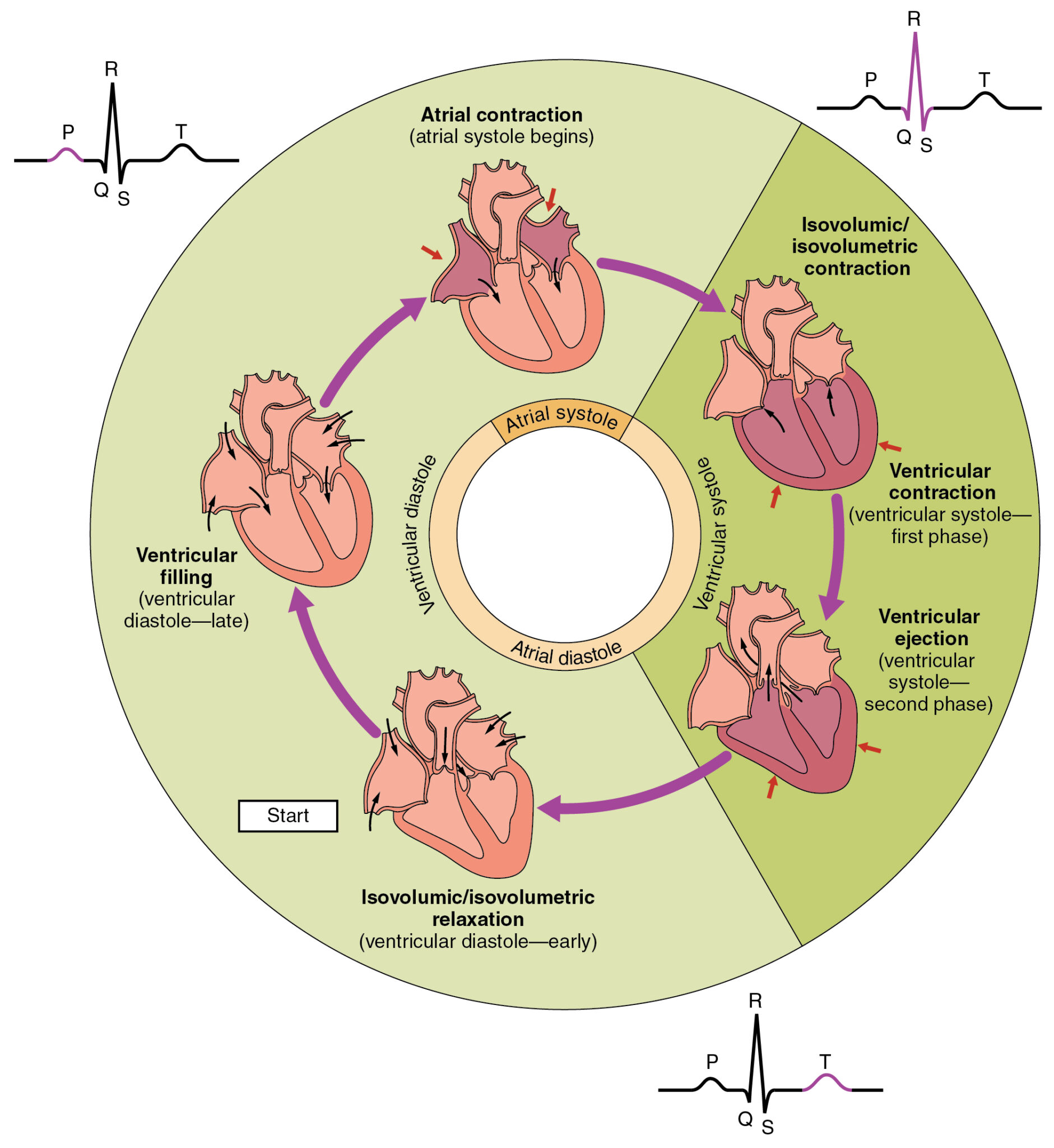 Heart Sounds | Concise Medical Knowledge