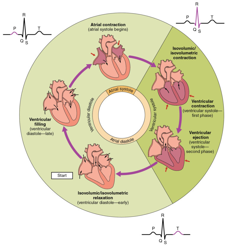 Heart Sounds | Concise Medical Knowledge