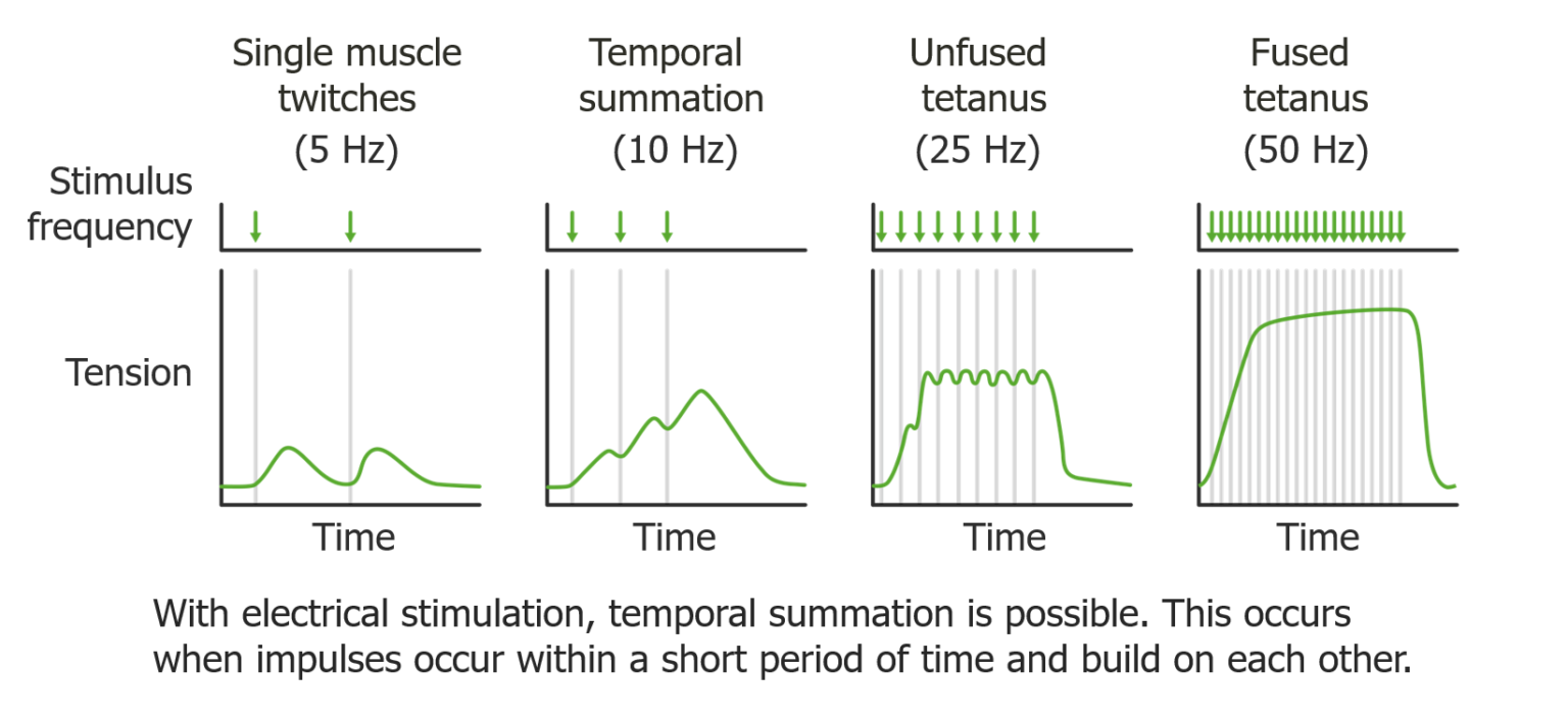 Skeletal Muscle Contraction | Concise Medical Knowledge