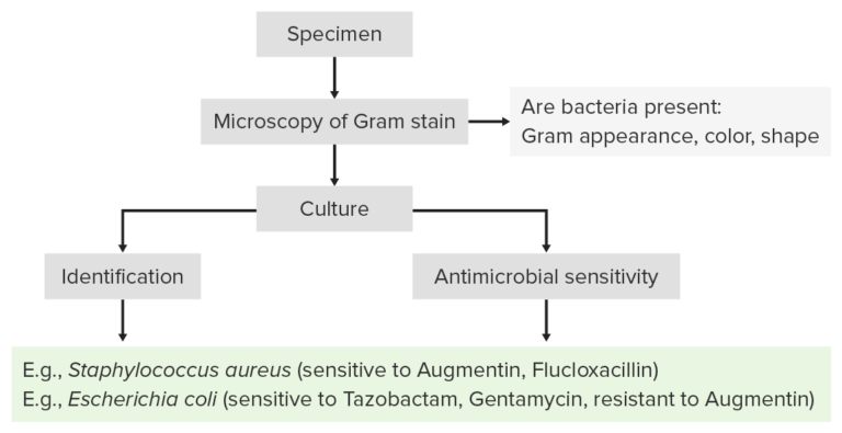 Bacteriology | Concise Medical Knowledge