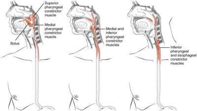 Pharynx: Anatomy | Concise Medical Knowledge