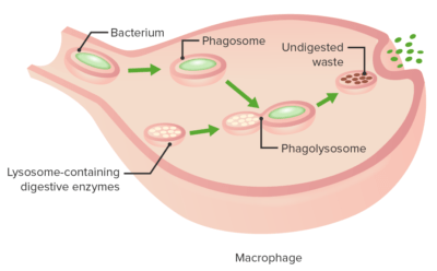 Innate Immunity: Barriers, Complement, and Cytokines | Concise Medical ...
