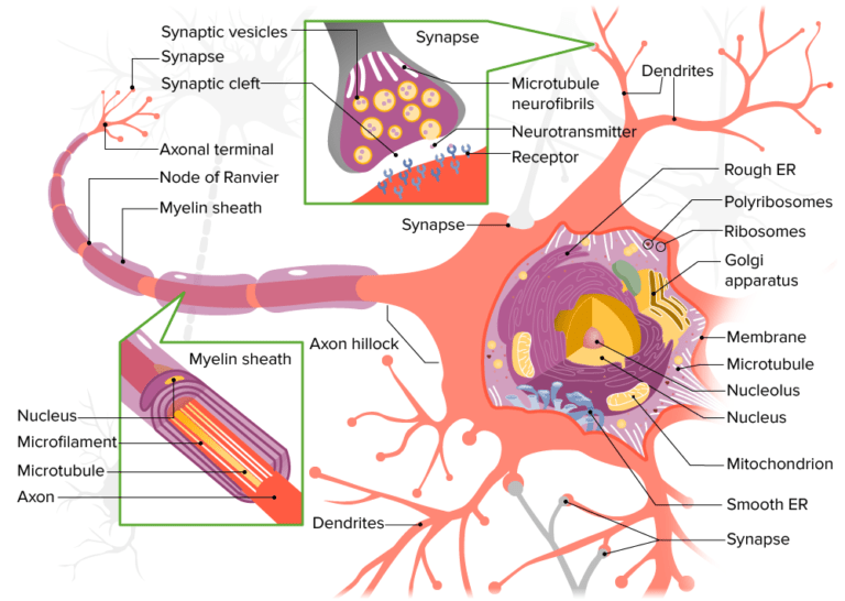 Sistema Nervioso: Histología | Concise Medical Knowledge