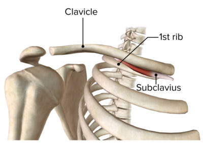 Chest Wall: Anatomy | Concise Medical Knowledge