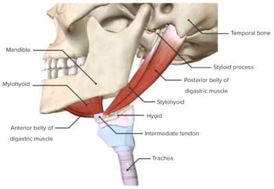 Laringe: Anatomía | Concise Medical Knowledge