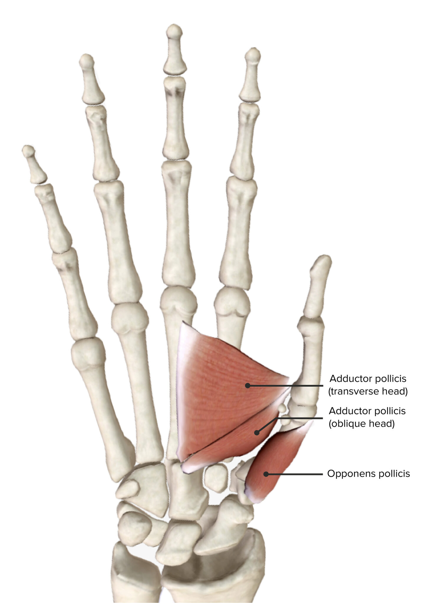 Hand: Anatomy | Concise Medical Knowledge