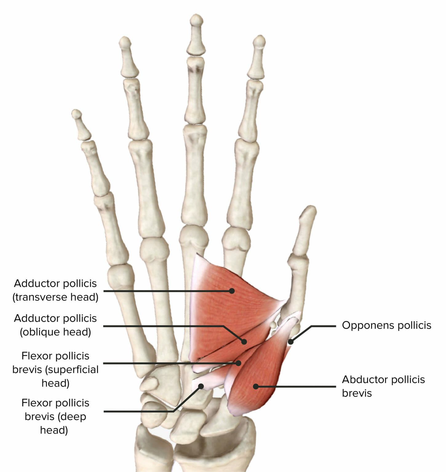 Hand: Anatomy | Concise Medical Knowledge