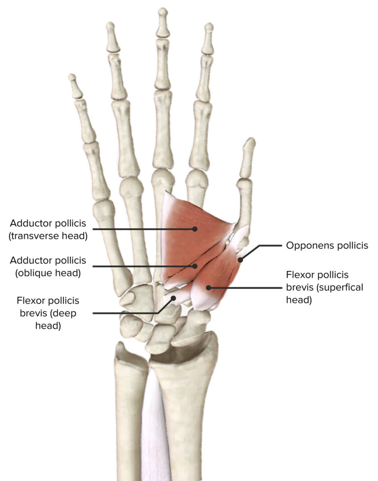 Hand: Anatomy | Concise Medical Knowledge