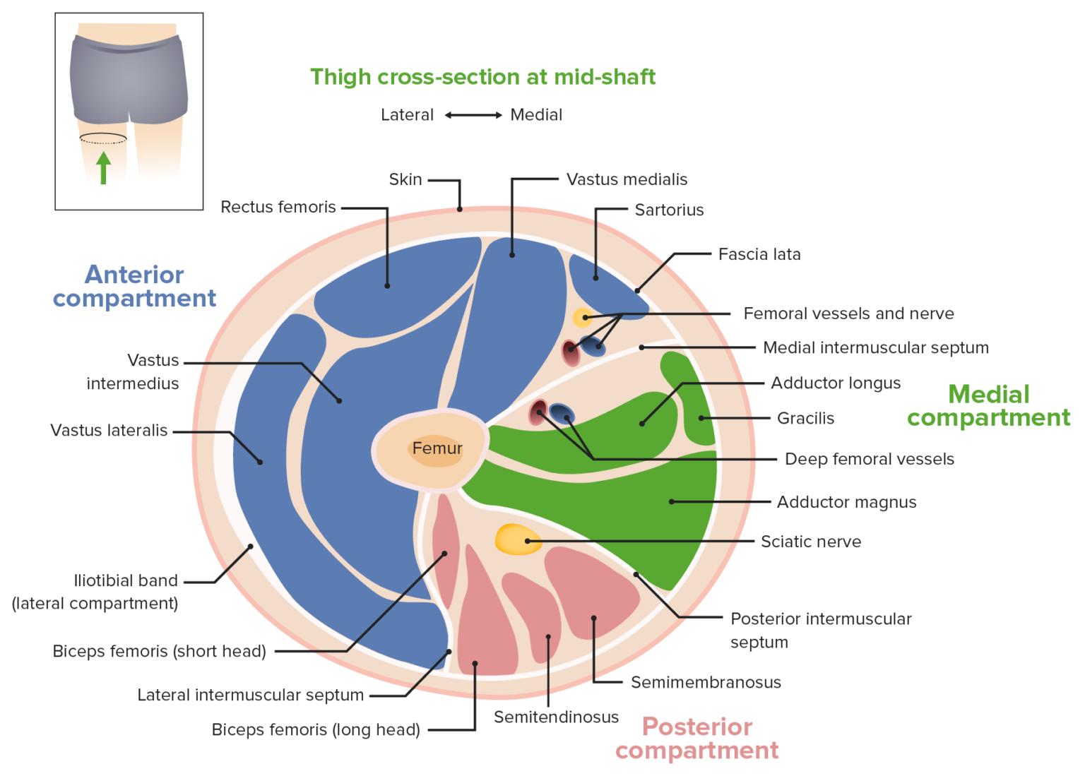 Thigh: Anatomy | Concise Medical Knowledge