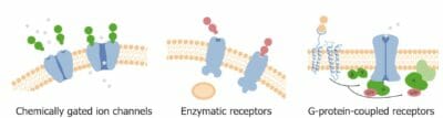 Receptors | Concise Medical Knowledge