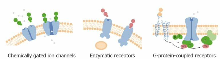 Recetores | Concise Medical Knowledge