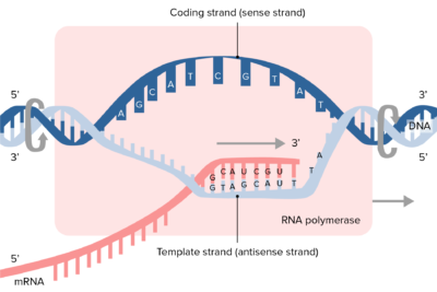 RNA Types and Structure | Concise Medical Knowledge