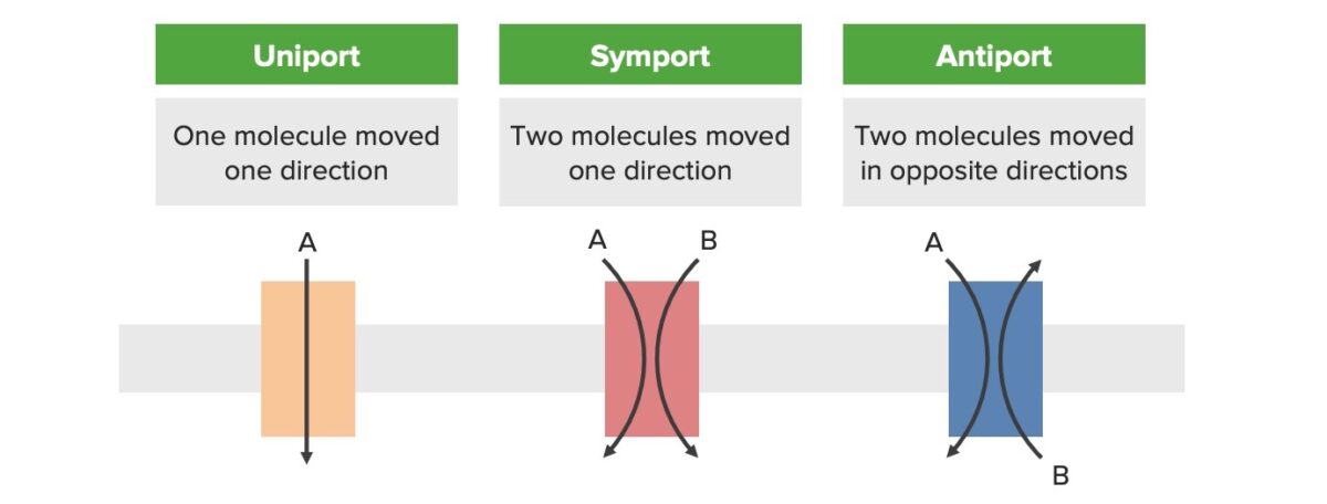 The Cell: Cell Membrane | Concise Medical Knowledge
