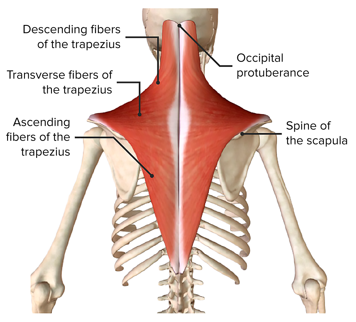 Trapezius Muscle Diagram Anatomy Of The Trapezius Muscle TMMHCA Trapezius Muscle Diagram Anatomy Of The Trapezius Muscle TMMHCA