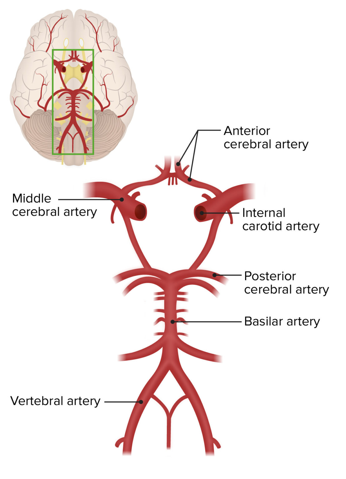 Cerebrovascular System: Anatomy | Concise Medical Knowledge