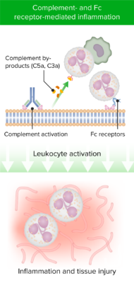 Type II Hypersensitivity Reaction | Concise Medical Knowledge