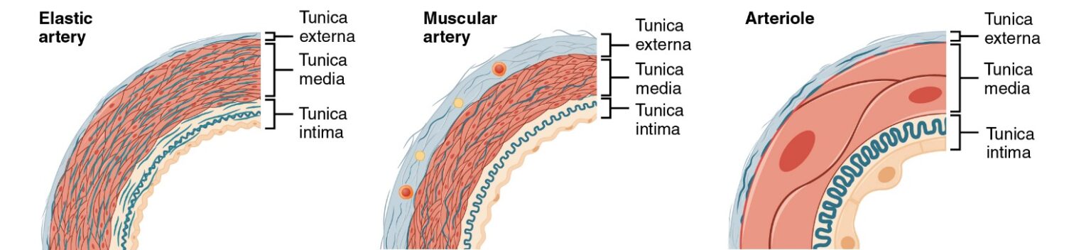 Arteries: Histology | Concise Medical Knowledge