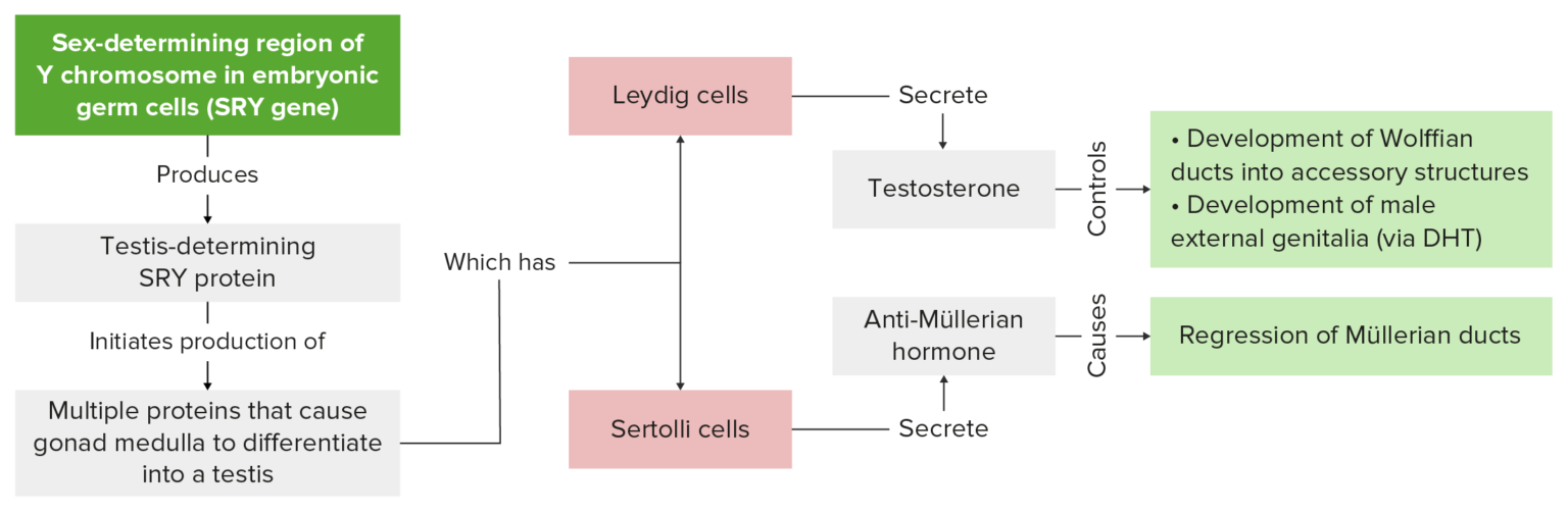 Swyer Syndrome | Concise Medical Knowledge