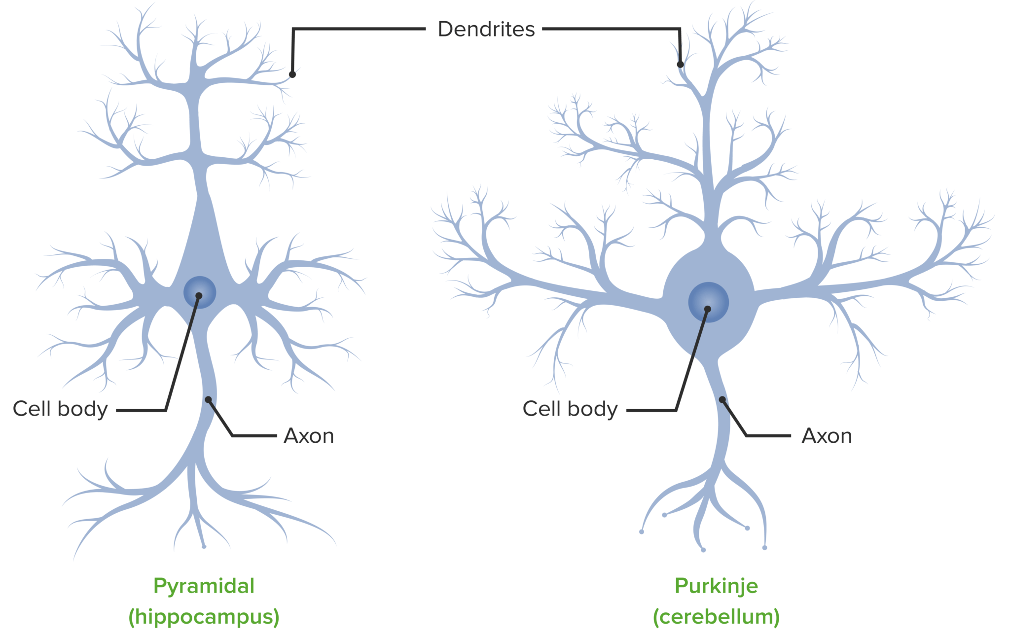 Sistema Nervioso: Histología | Concise Medical Knowledge