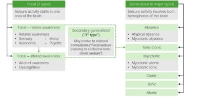 Seizures | Concise Medical Knowledge