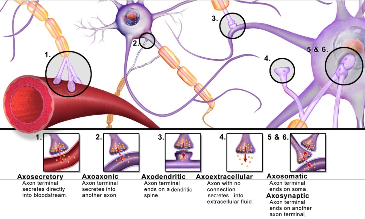 Synapses and Neurotransmission | Concise Medical Knowledge