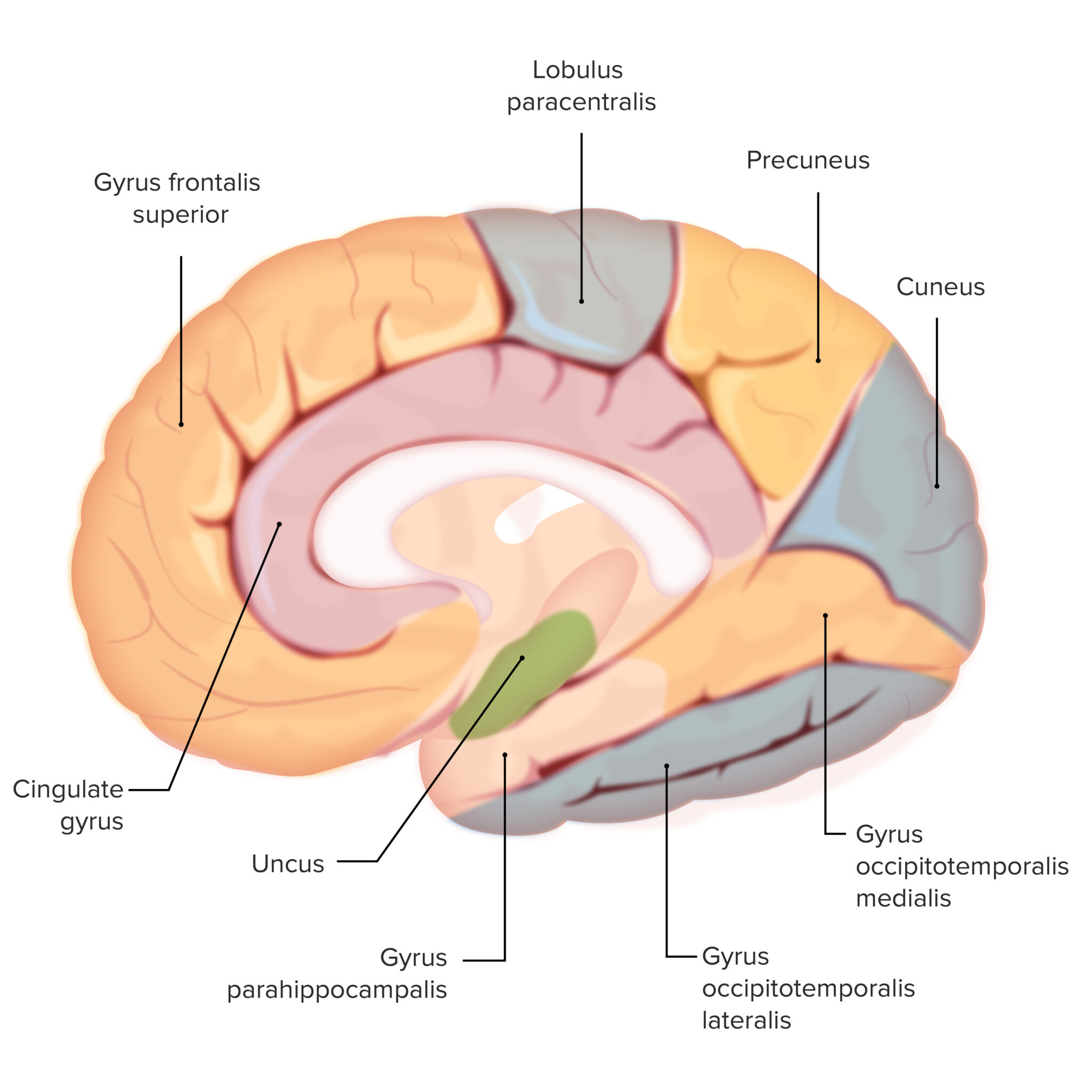 Córtex Cerebral | Concise Medical Knowledge