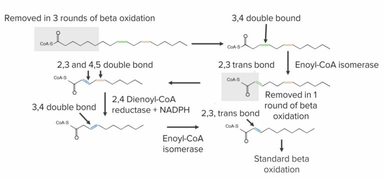 Fatty Acid Metabolism | Concise Medical Knowledge