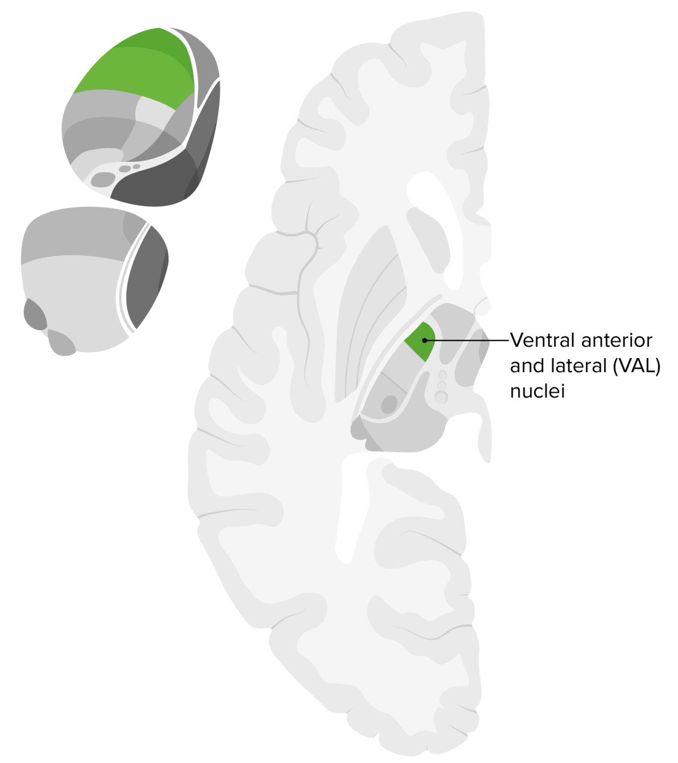 Thalamus: Anatomy | Concise Medical Knowledge