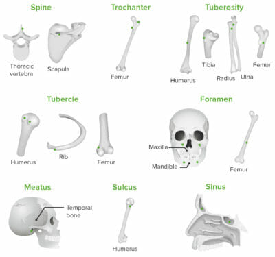 Estrutura dos Ossos | Concise Medical Knowledge