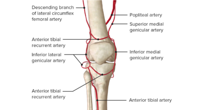 Knee Joint: Anatomy | Concise Medical Knowledge