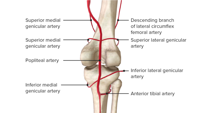 Knee Joint: Anatomy | Concise Medical Knowledge