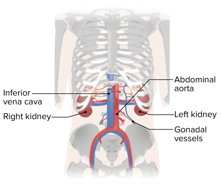 Posterior Abdominal Wall: Anatomy | Concise Medical Knowledge