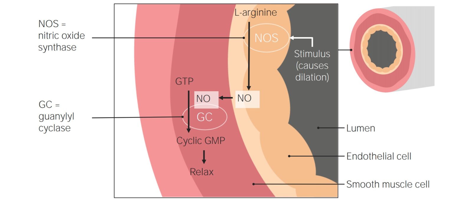 Hipertensión Pulmonar | Concise Medical Knowledge