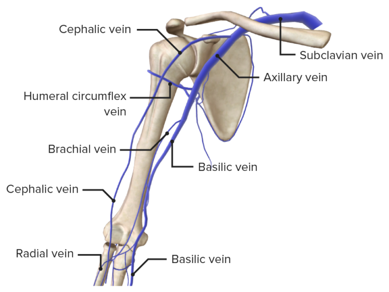 Arm: Anatomy [+video] - Lecturio Medical