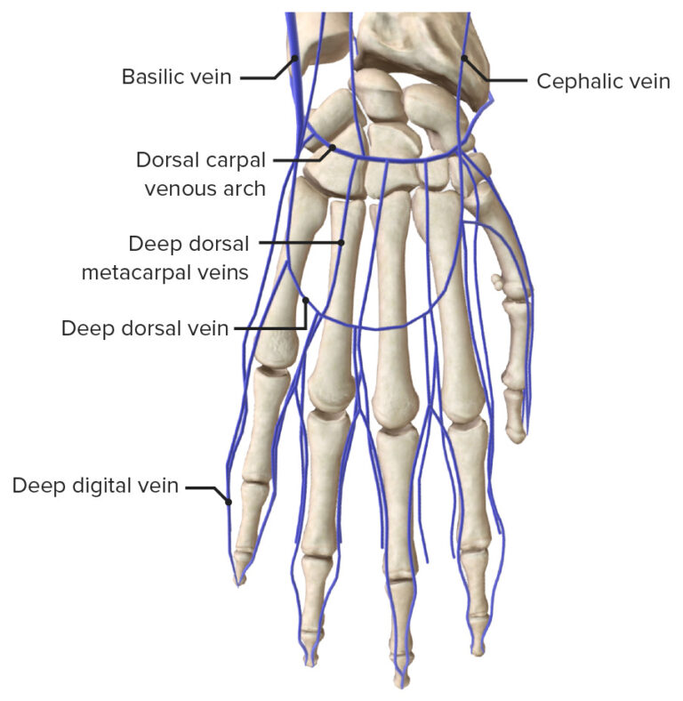 Hand: Anatomy | Concise Medical Knowledge